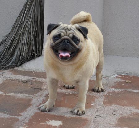 Adult - Pug - Dr. Ravi