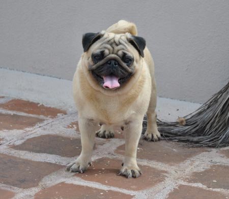 Adult - Pug - Dr. Ravi