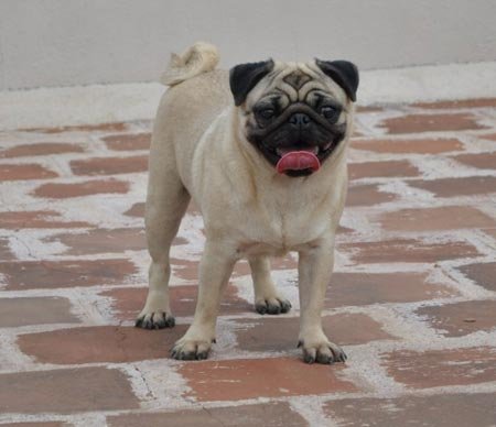 Adult - Pug - Dr. Ravi