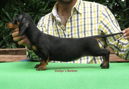 Litter Box - Dachshund Standard Smooth - Vaidya Kennels