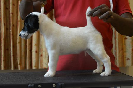 Litter Box - Fox Terrier - Sriram