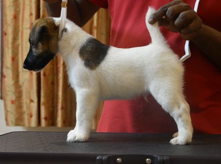 Litter Box - Fox Terrier - Sriram