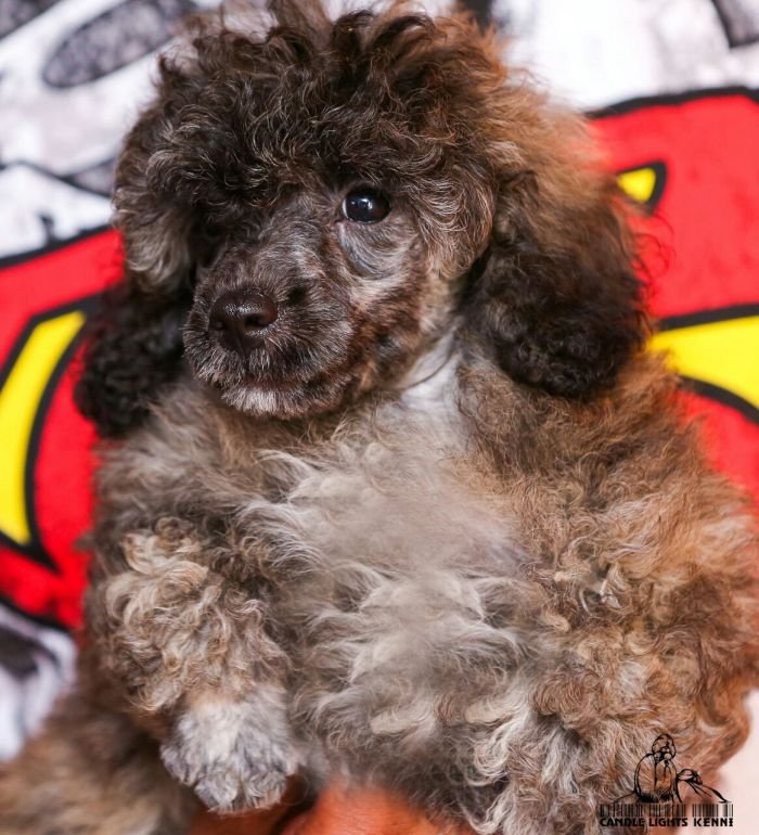 DogsIndia.com - Miniature Poodle - Candle Lights Kennel