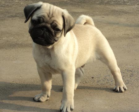 Litter Box - Pug - Aareltee Pugs - Dr. Ravi